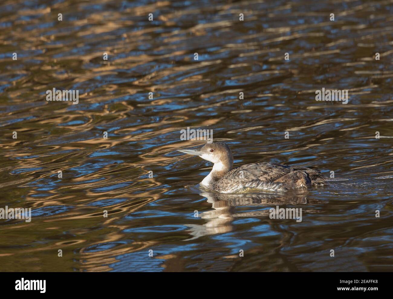Great northern diver winter plumage hi-res stock photography and images ...