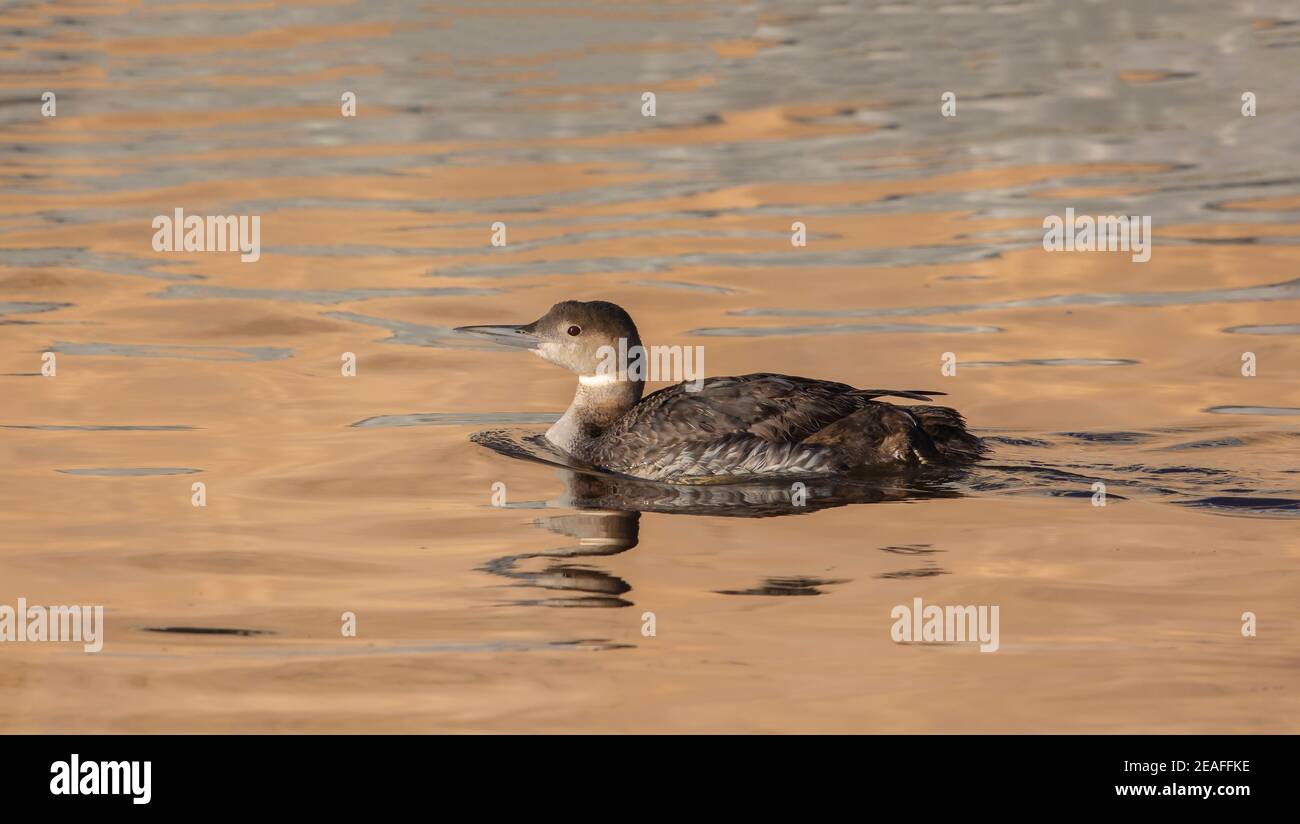 Common Loon Winter Plumage Stock Photo - Alamy