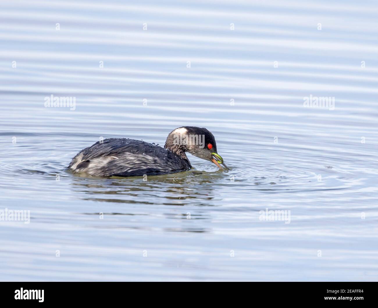 Eared Grebe Winter Plumage Stock Photo - Alamy