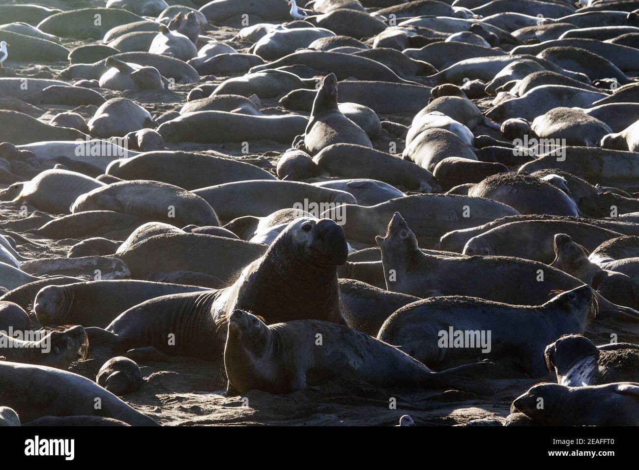 Elephant seal colony piedras blancas hi-res stock photography and ...