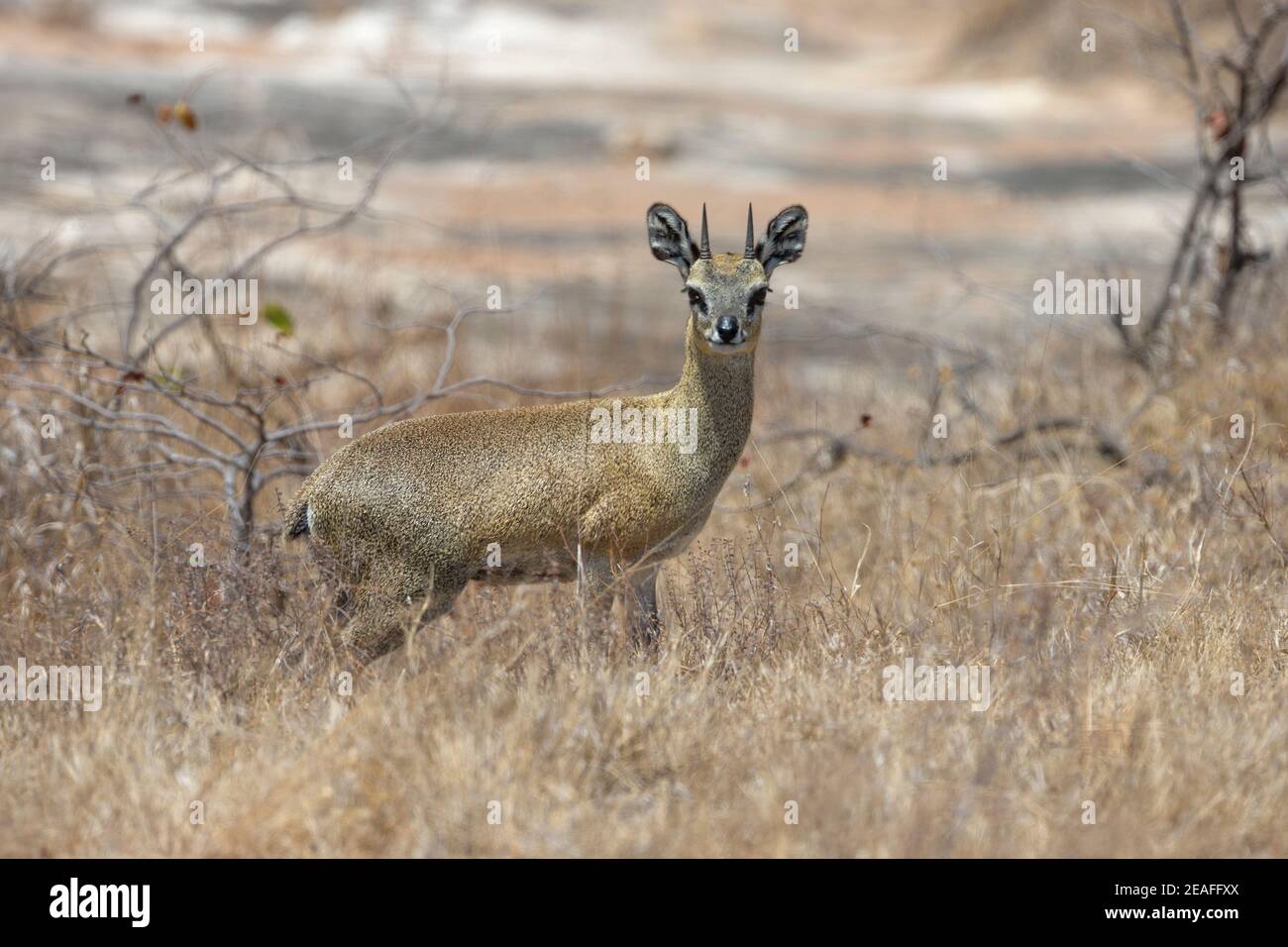 Klipspringer (Oreotragus oreotragus), Kruger national park, South ...