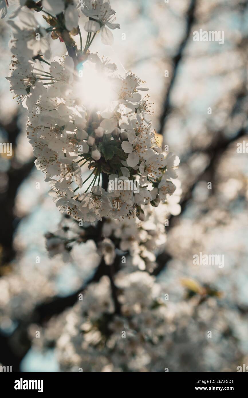 Fruit tree branch blossom in hi-res stock photography and images - Alamy