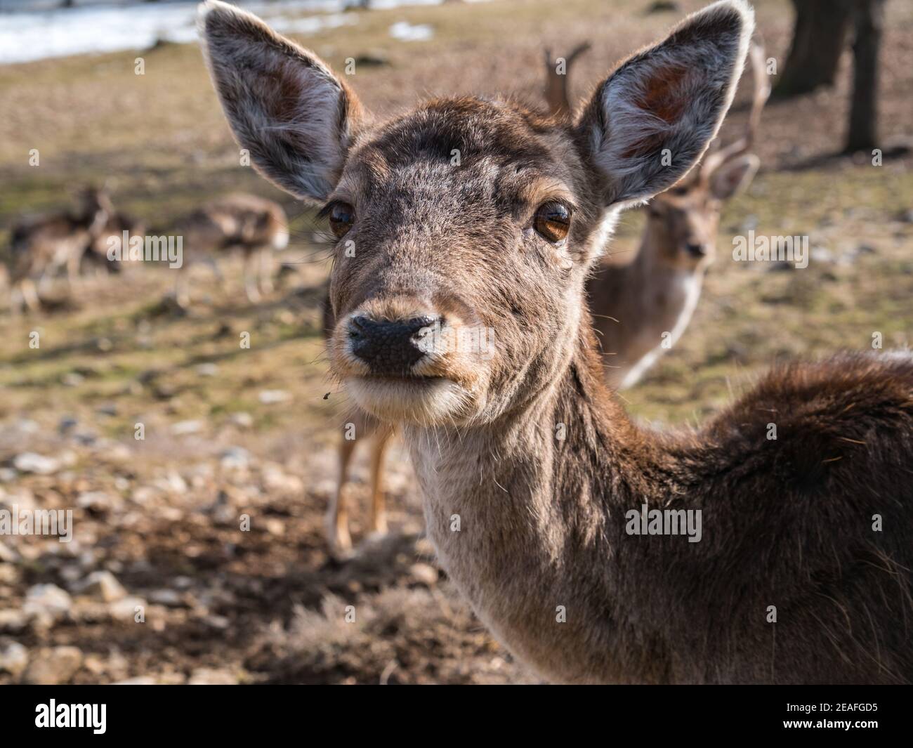 GRAZ, AUSTRIA - Feb 06, 2021: Portrait of a fallow deer with a group of ...