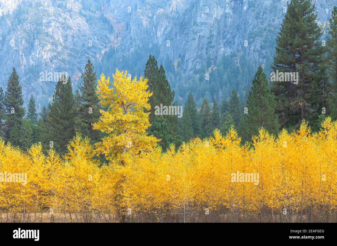 Mountain aspens Populus tremuloides in their fall foliage at Cook ...