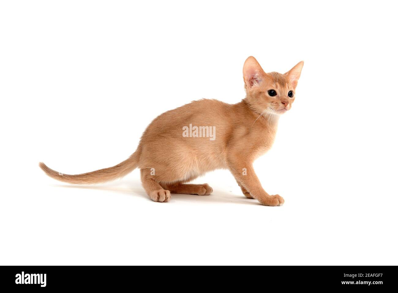 Abyssinian ginger cat on a white background Stock Photo - Alamy