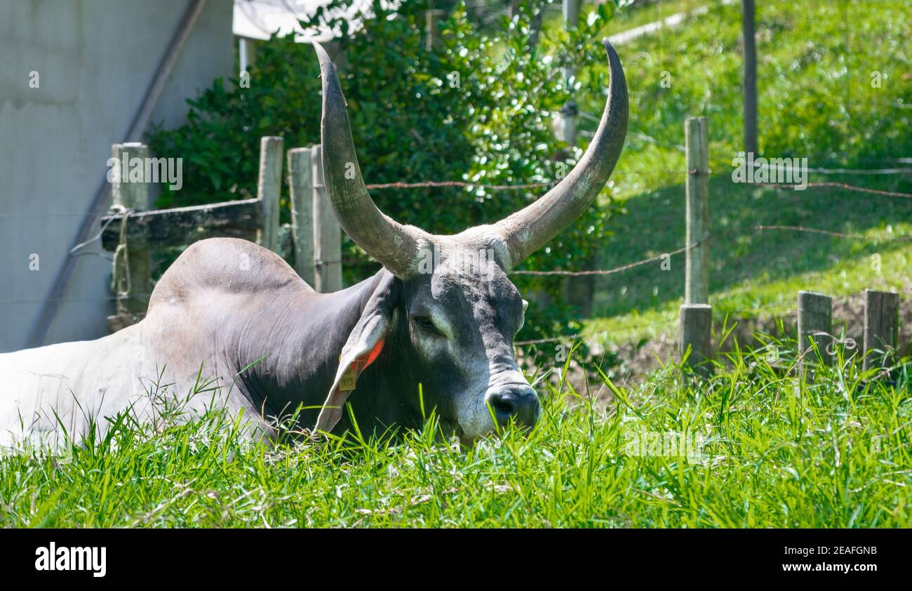 Big bull with horns hi-res stock photography and images - Alamy