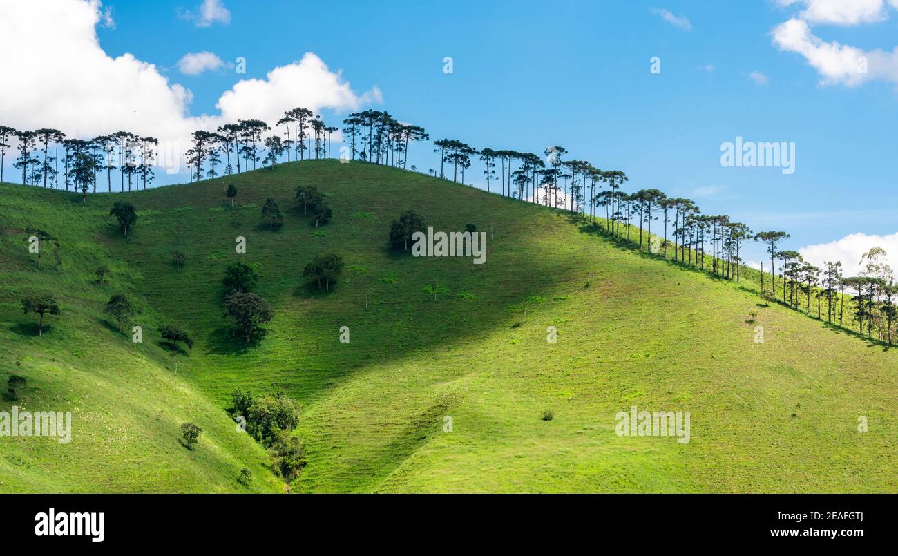 Brazil countryside hi-res stock photography and images - Alamy