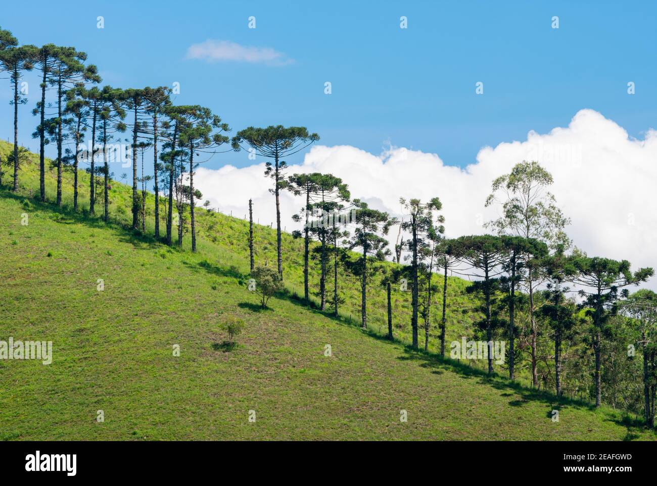 Brazil countryside hi-res stock photography and images - Alamy