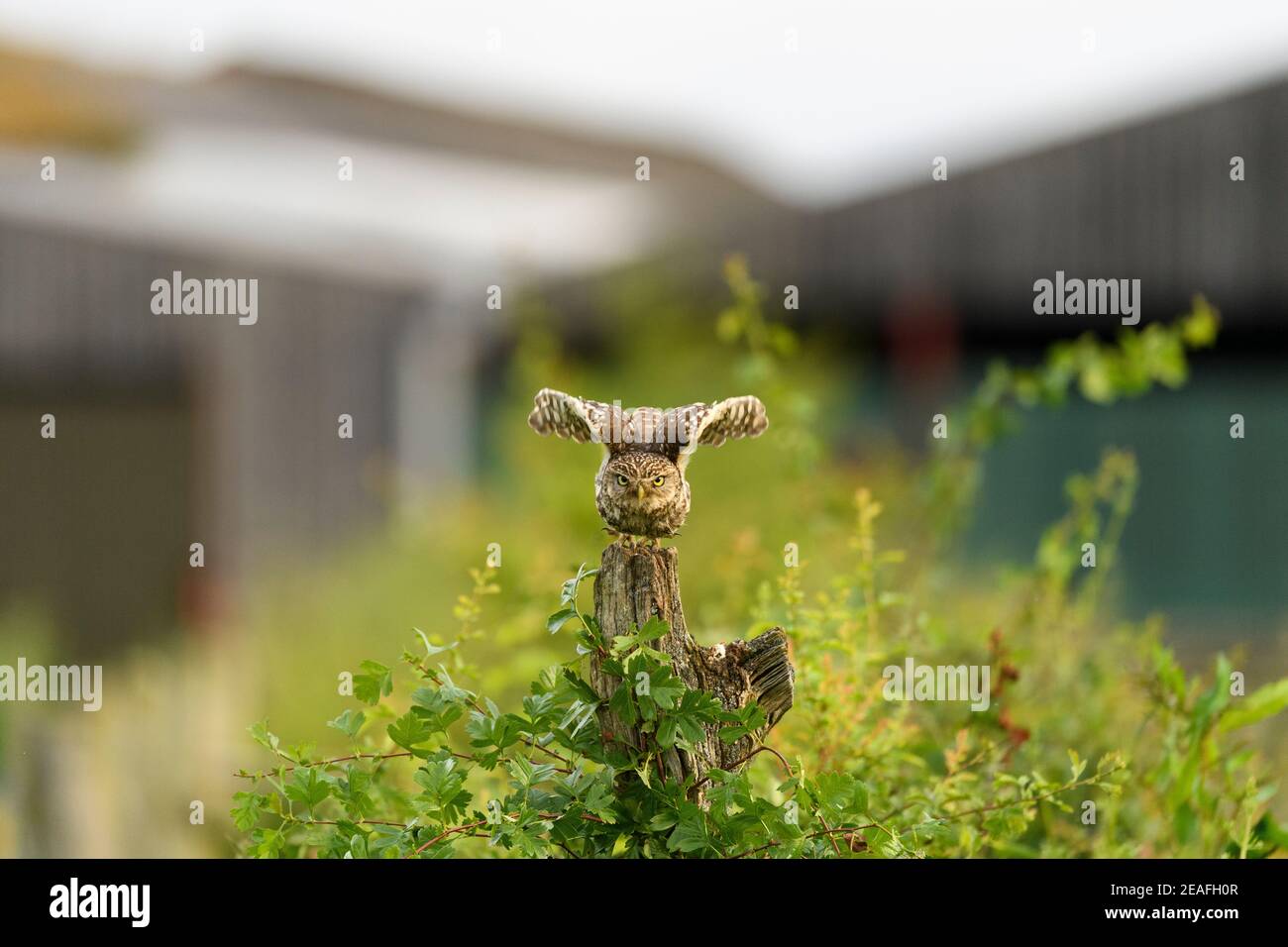 Little owl (Athene noctua) adult perched on tree stump in farmland ...