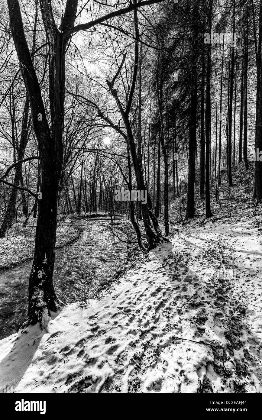 Snow covered branch winter landscape Black and White Stock Photos ...