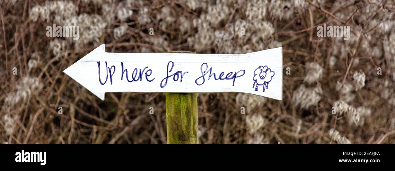 Sheep sign - background banner image Stock Photo - Alamy