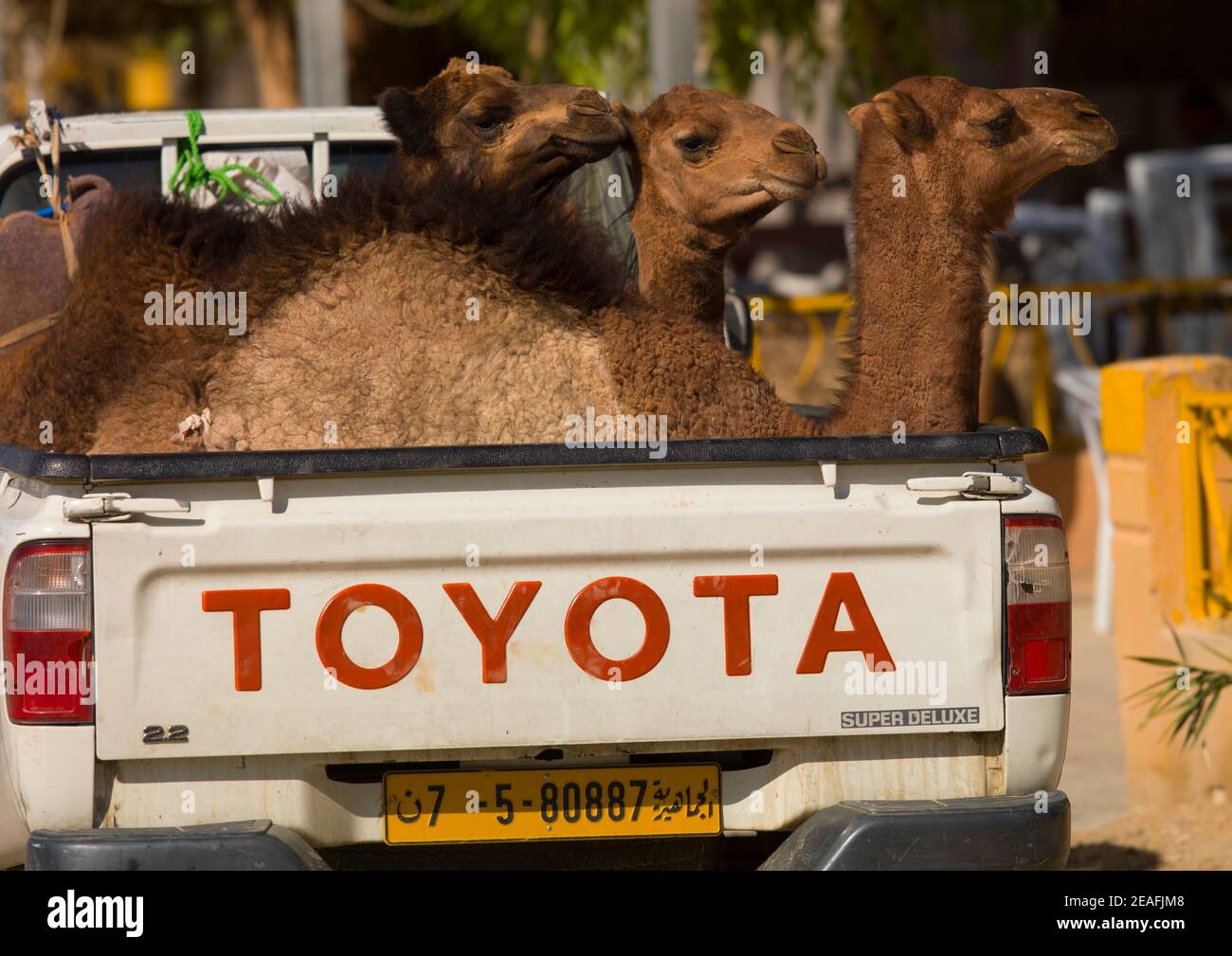 Libya sahara camel camels hi-res stock photography and images - Alamy