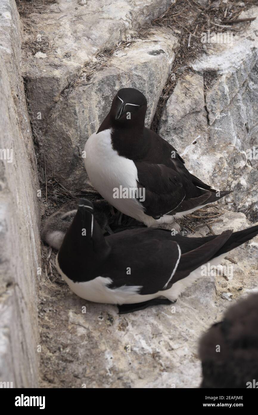 Razorbills (Alca torda) with chick Stock Photo - Alamy