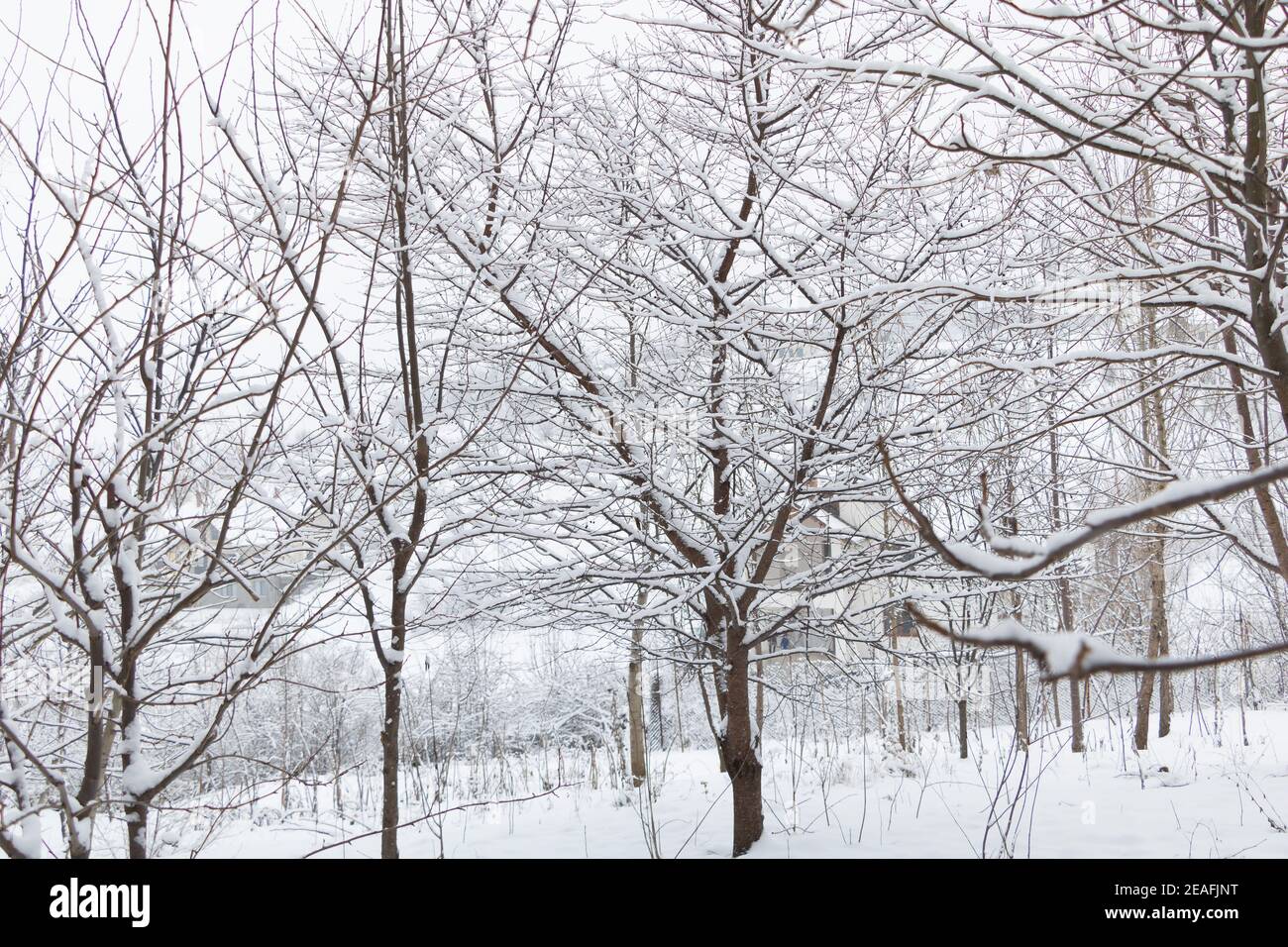Forestry snowy trees branch in hi-res stock photography and images - Alamy