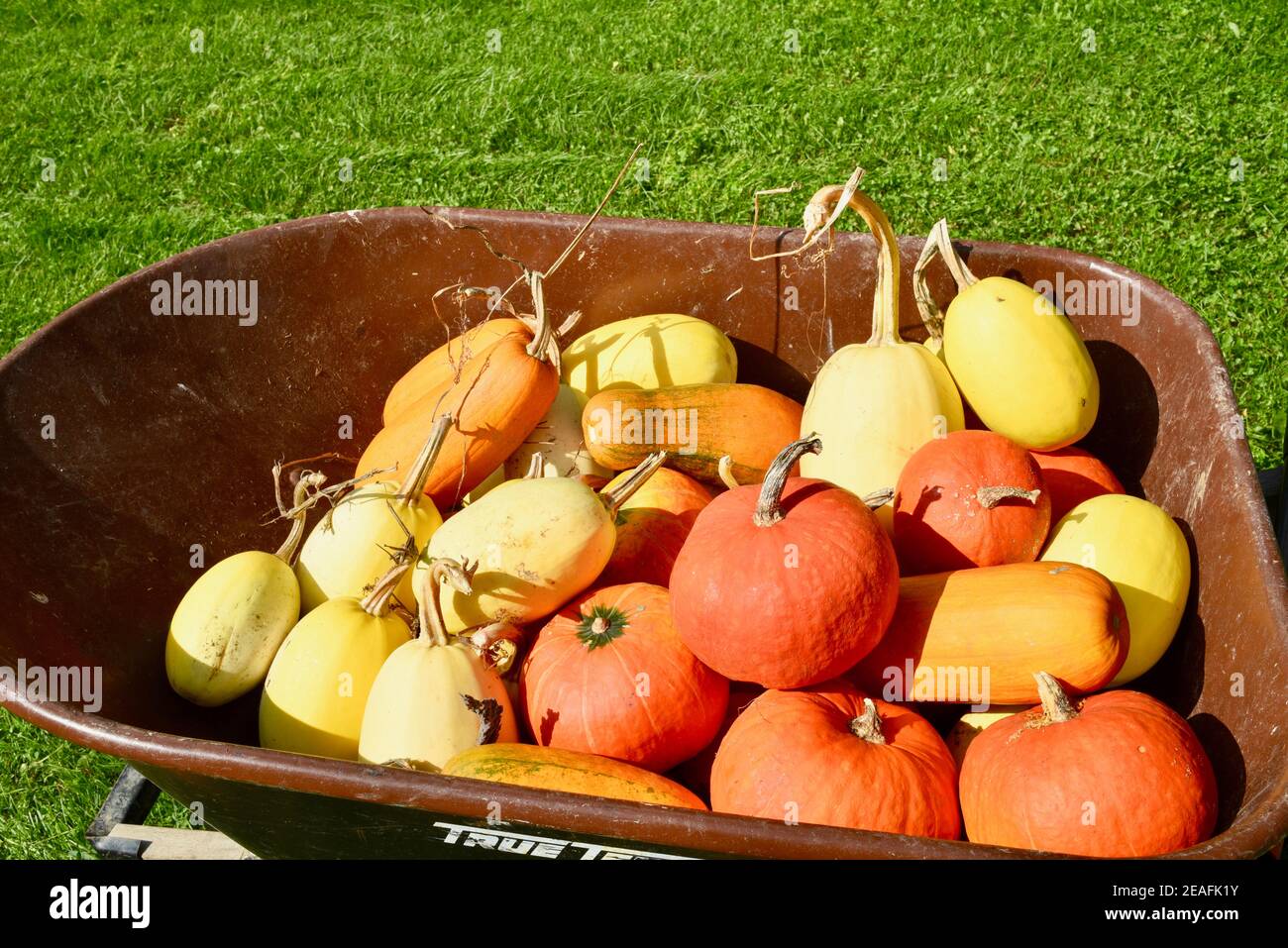 Wheelbarrow full of pumpkins hi-res stock photography and images - Alamy