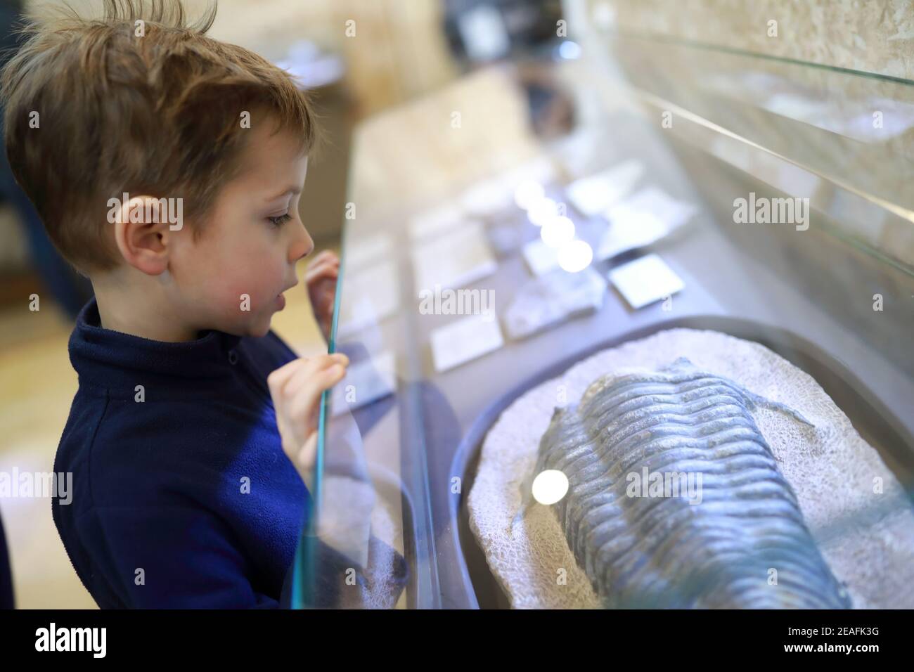 Child examines ancient petrified mollusk in museum Stock Photo - Alamy