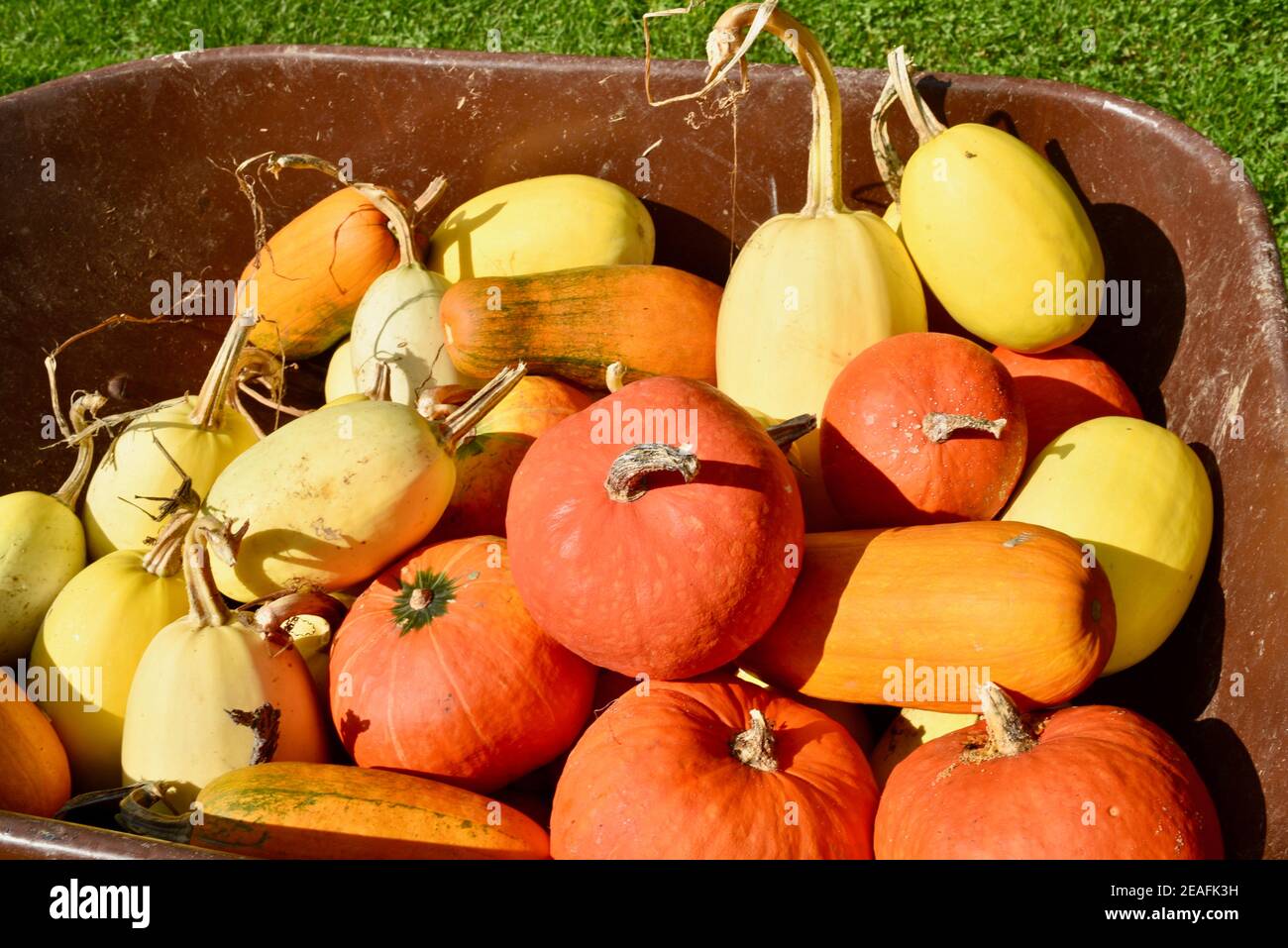 Wheelbarrow full of pumpkins hi-res stock photography and images - Alamy