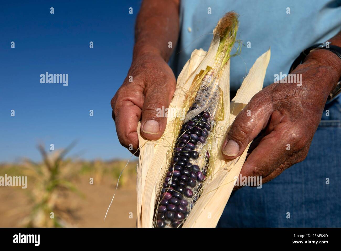 Hopi corn field High Resolution Stock Photography and Images - Alamy