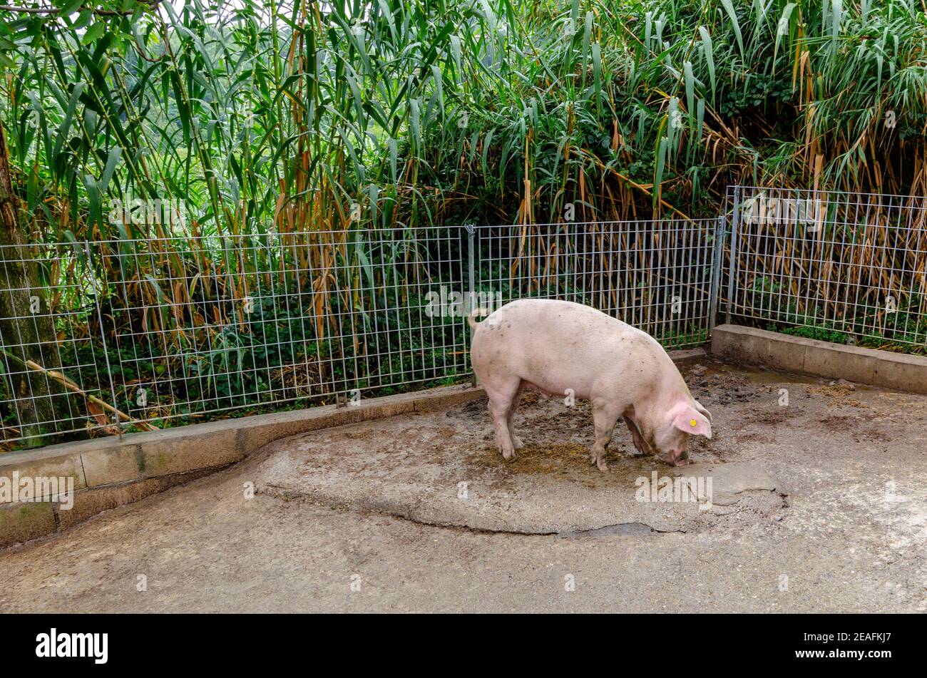 Pig reared in a backyard Stock Photo - Alamy