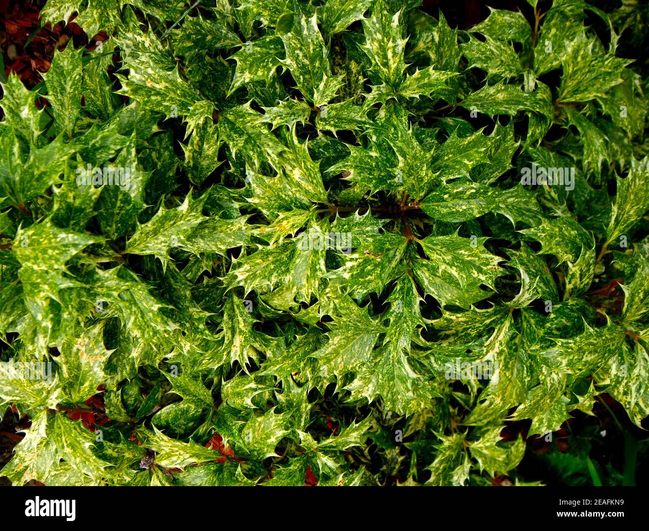 Sharp spiky spike thorny thorn hi-res stock photography and images - Alamy