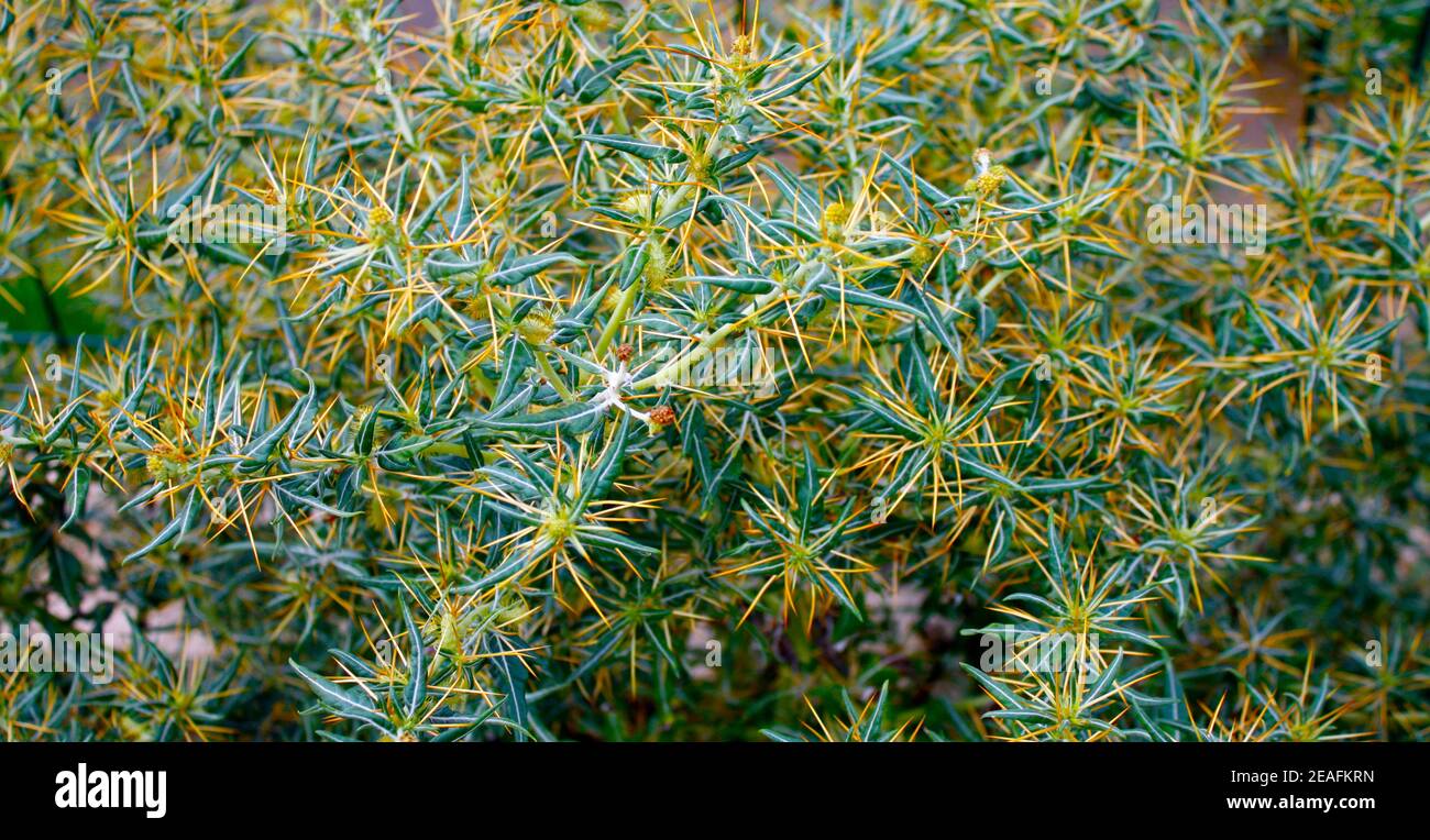Sharp spiky spike thorny thorn hi-res stock photography and images - Alamy