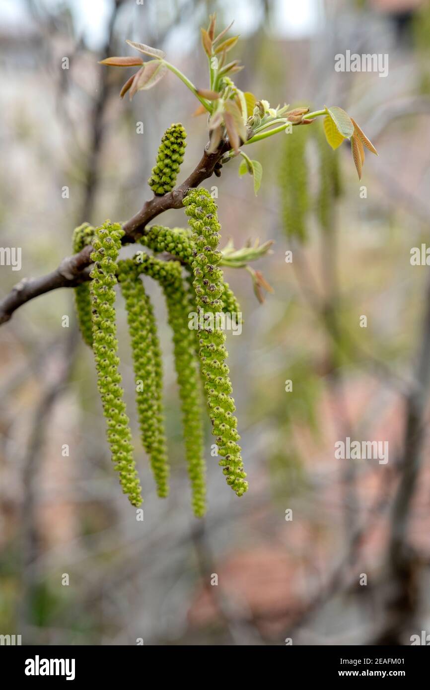 Smooth Alder in the early spring. Blossom of Alnus Serrulata (hazel ...