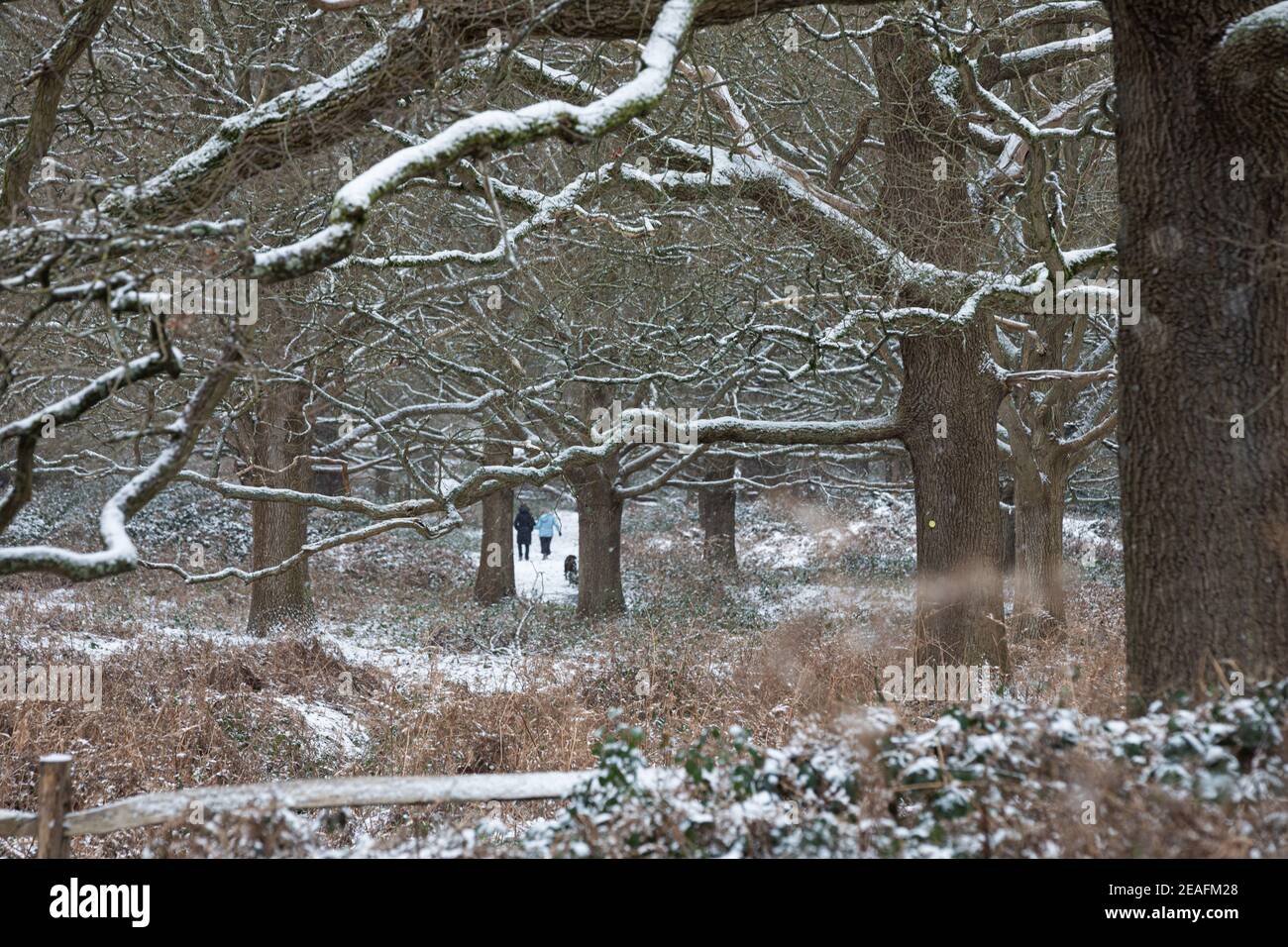 Figures walking in Richmond Park during snowfall Stock Photo - Alamy