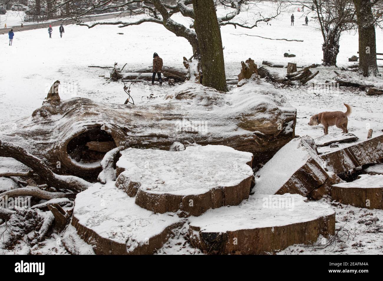 Figures walking in Richmond Park during snowfall Stock Photo - Alamy