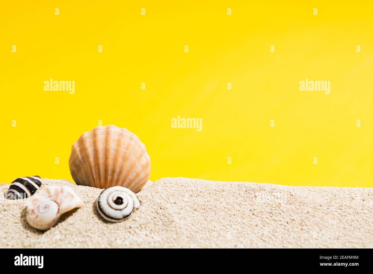Sea shells on sand with yellow background with copy space. Closeup view ...