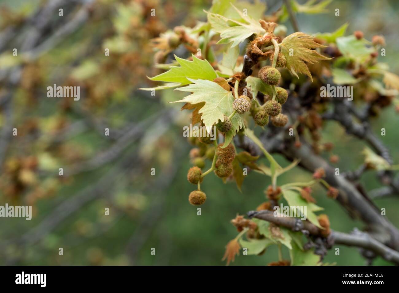 Plane tree seeds hi-res stock photography and images - Alamy