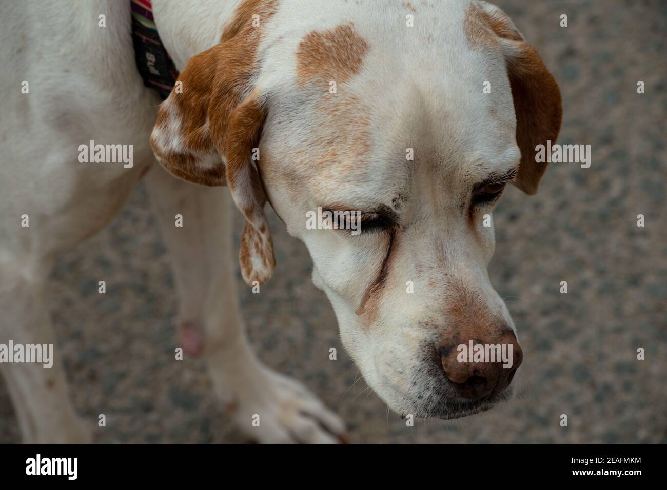Brafim,montferri sanctuari from outside,dogs,flowers and a rural ...