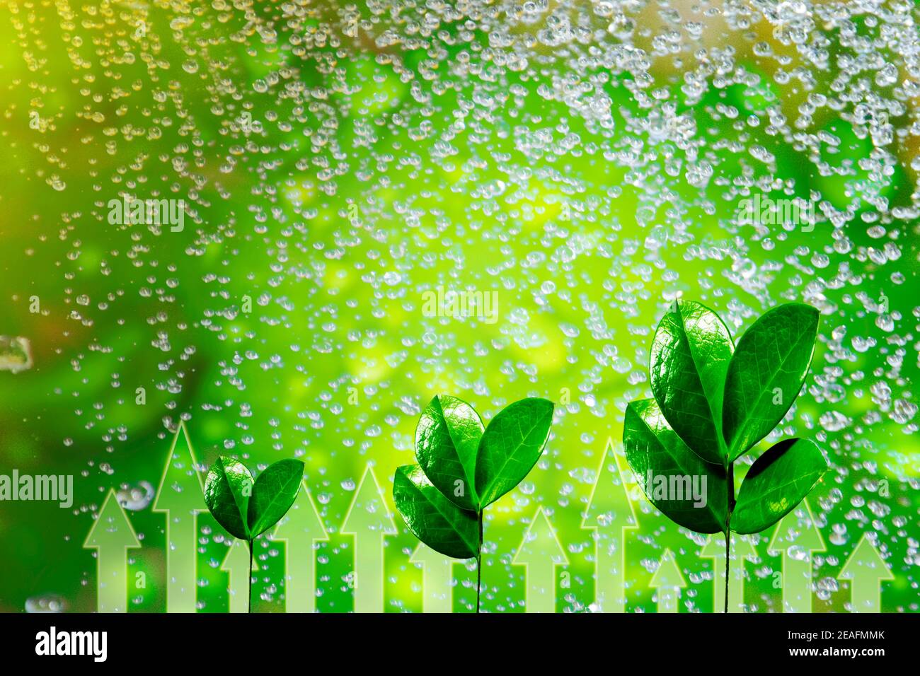 Rain tree seedling hi-res stock photography and images - Alamy