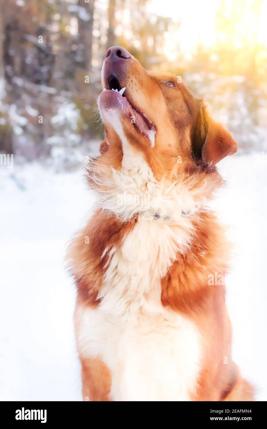 Big cute dog hi-res stock photography and images - Alamy