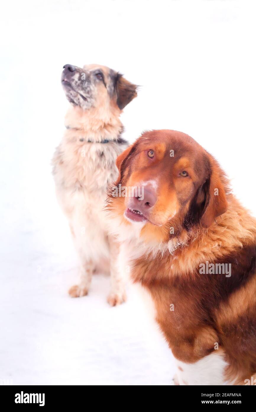 Two dogs sitting hi-res stock photography and images - Alamy