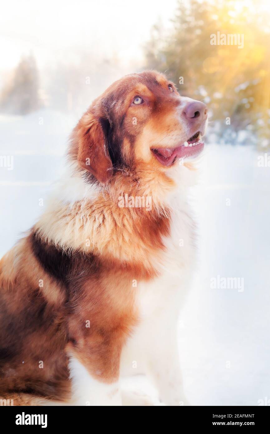 Big cute dog hi-res stock photography and images - Alamy