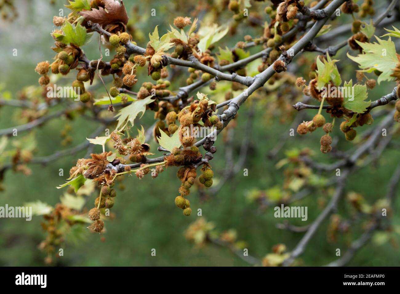 Plane tree leaves and seeds in spring Stock Photo - Alamy