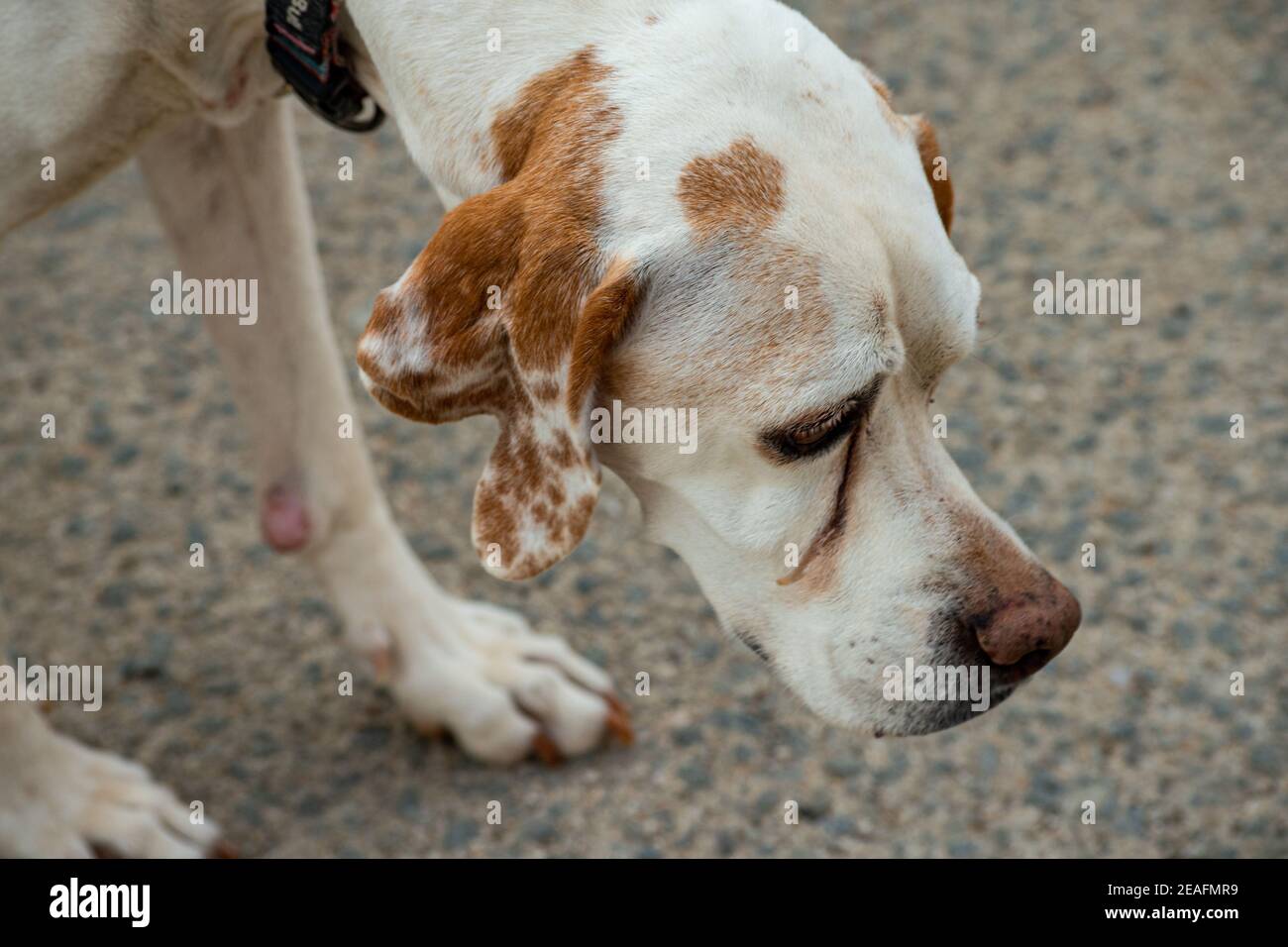 Brafim,montferri sanctuari from outside,dogs,flowers and a rural ...