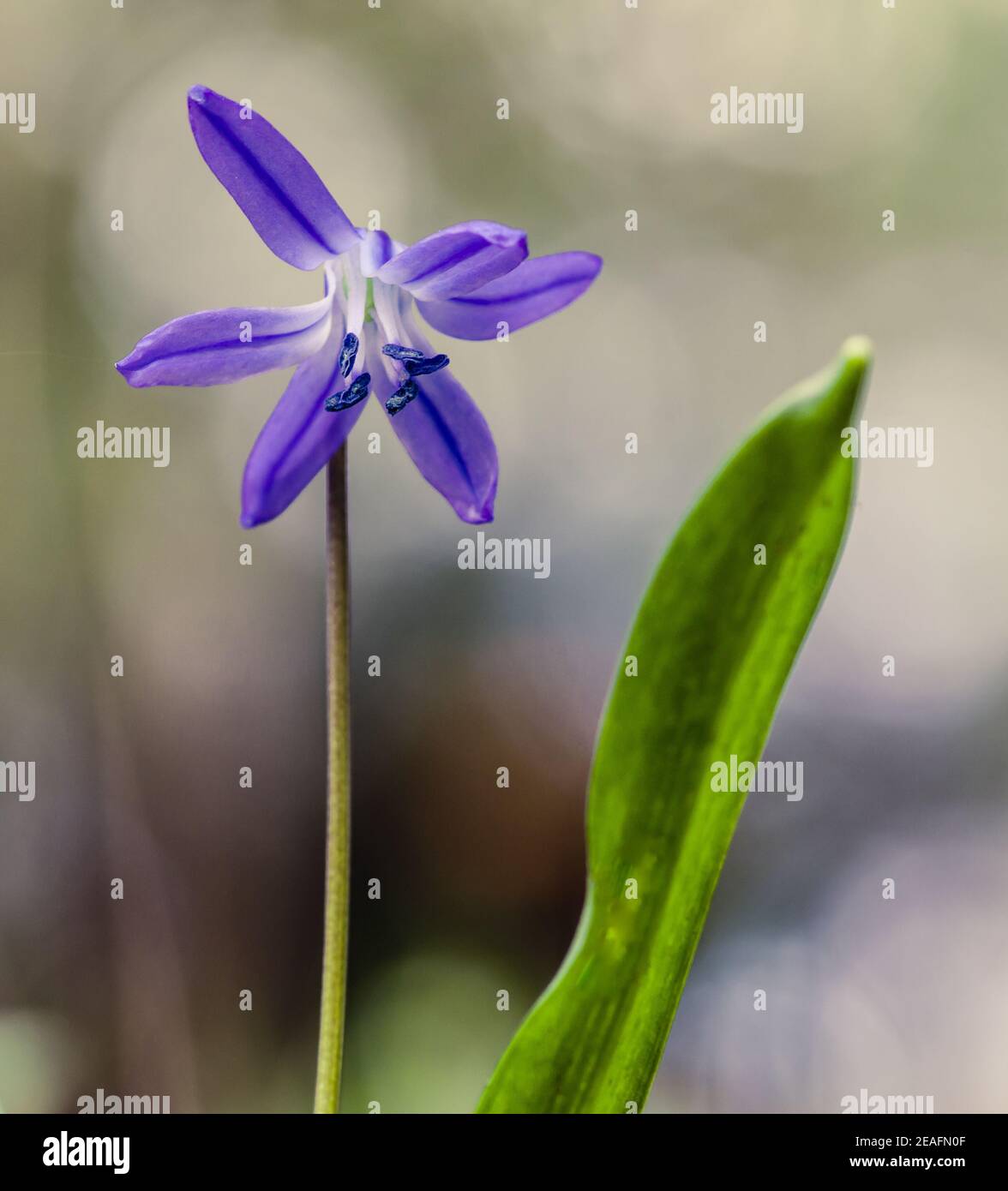 Closeup shot of blooming Scilla siberica flower Stock Photo - Alamy
