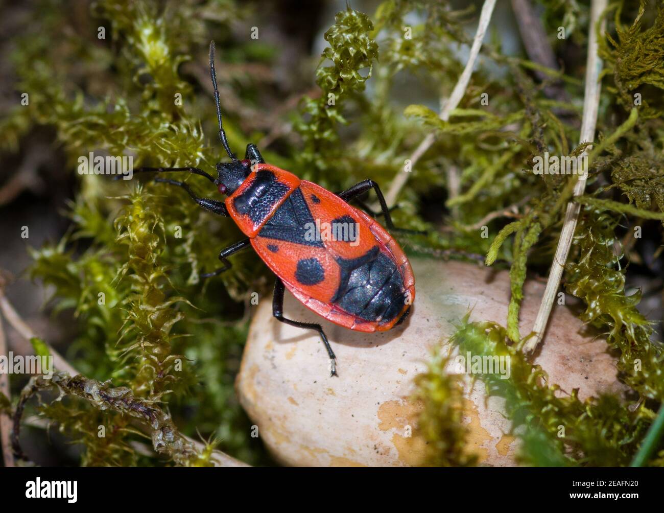 Top view of a Perillus bug Stock Photo - Alamy