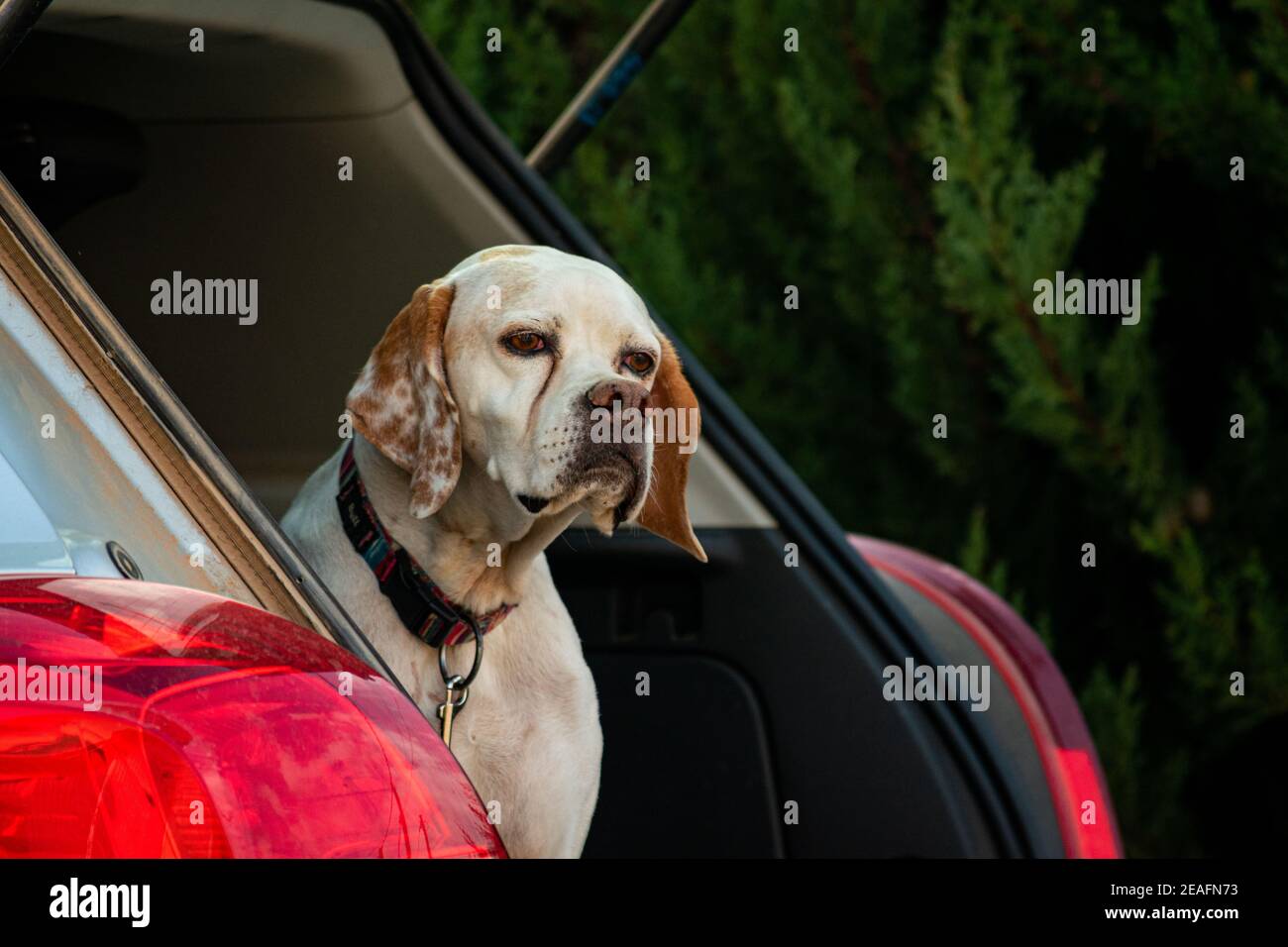 Brafim,montferri sanctuari from outside,dogs,flowers and a rural ...