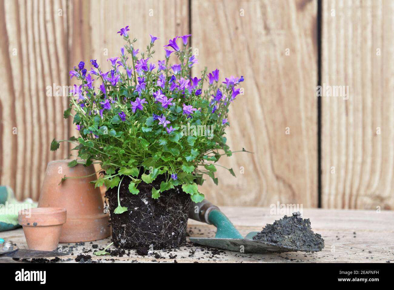 flowers plant with its clod for potting with garden equipment on wooden ...