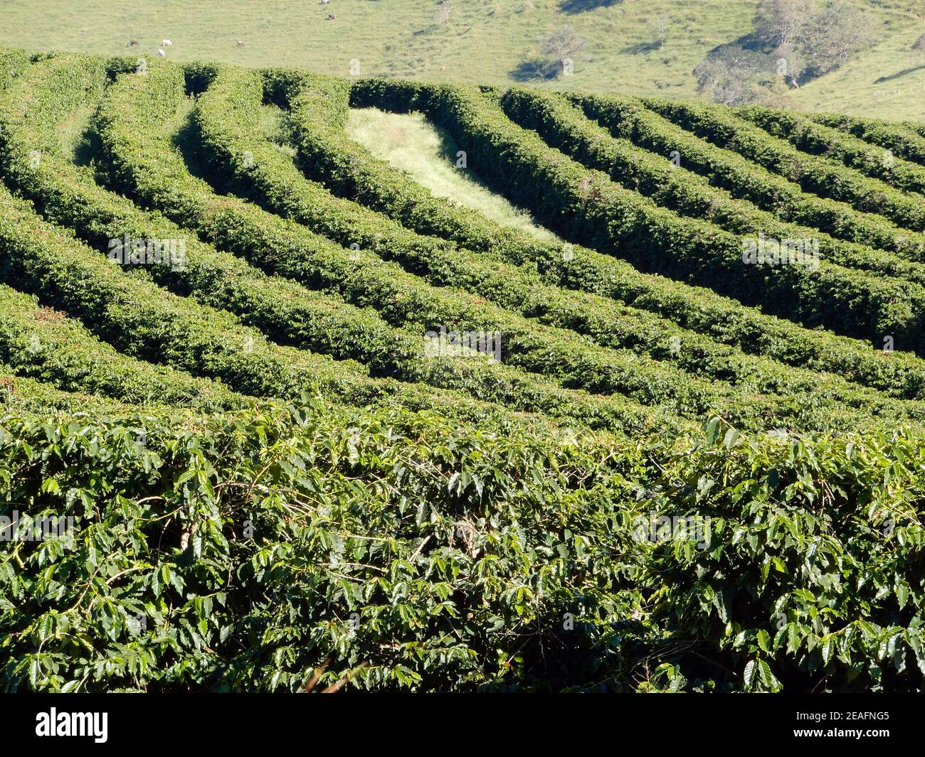 MINAS GERAIS, BRAZIL: Coffee plantation in southern Minas Gerais state ...