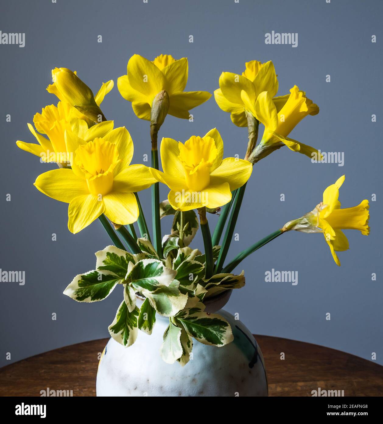 Vibrant daffodils hi-res stock photography and images - Alamy