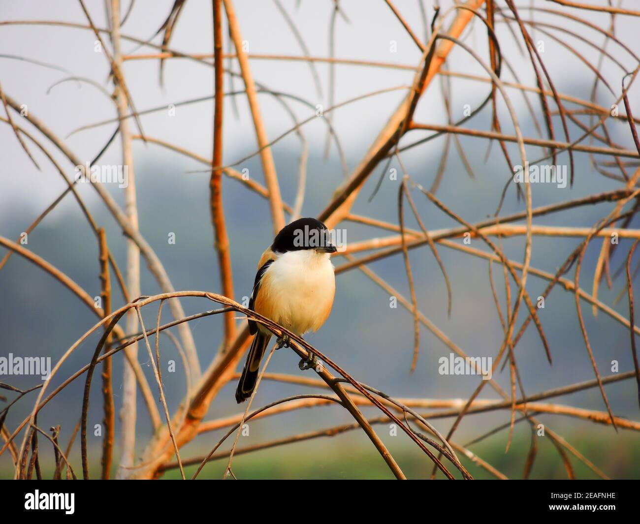 Cute fluffy Long-tailed shrike perched on a branch Stock Photo - Alamy
