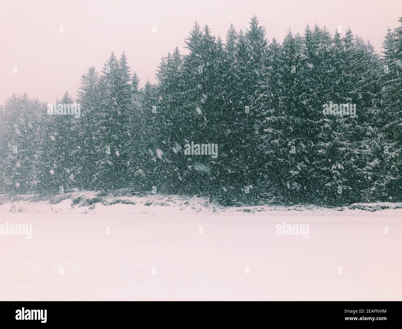 Fir trees of a forest during snowfall Stock Photo - Alamy