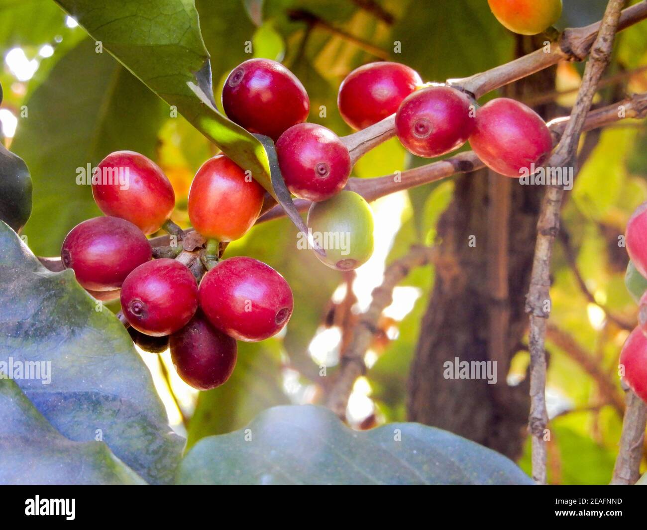 MINAS GERAIS, BRAZIL: Coffee bean on coffee tree in cafe plantation ...