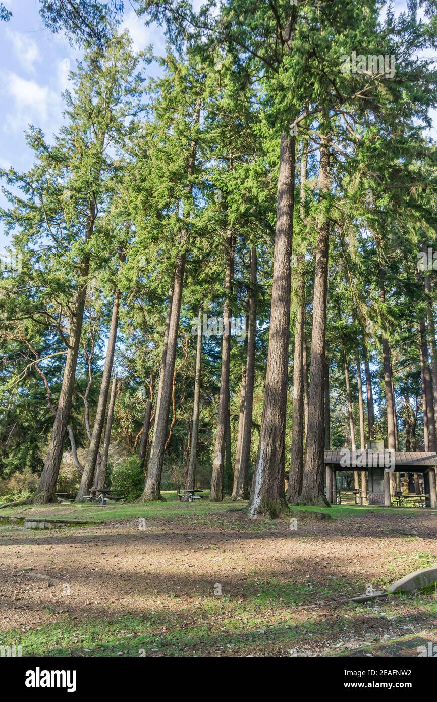 Trees tower about a picnic area at Lincoln Park in West Seattle ...