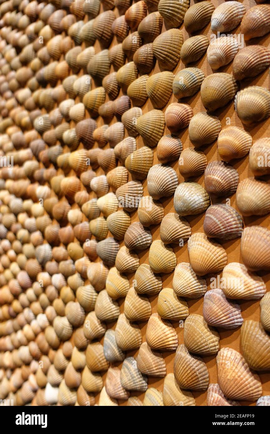 Vertical shot seashells on hi-res stock photography and images - Alamy