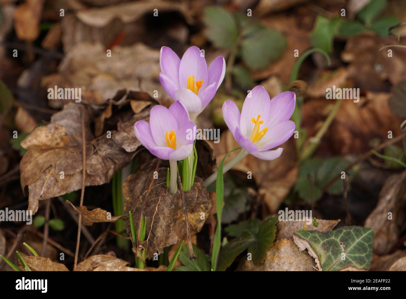 Corcus in pink Stock Photo - Alamy