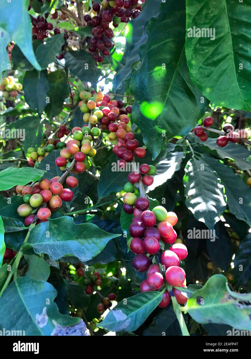 MINAS GERAIS, BRAZIL: Coffee bean on coffee tree in cafe plantation ...